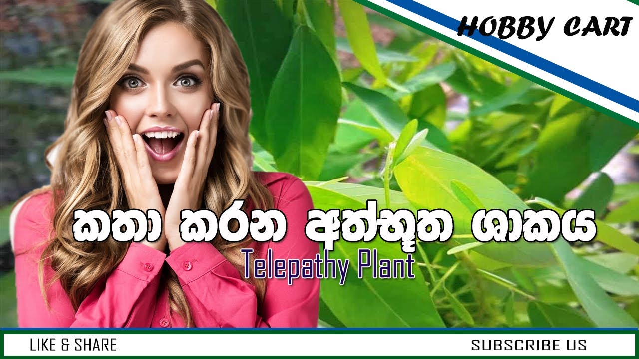 කතාකරන අත්භුත ශාකය #telegraph plant# dansing plant#Codariocalyx ...