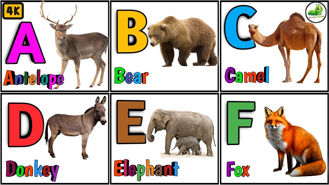 Animals Alphabet | ABC Animals song for kids | Learn A to Z - YouTube
