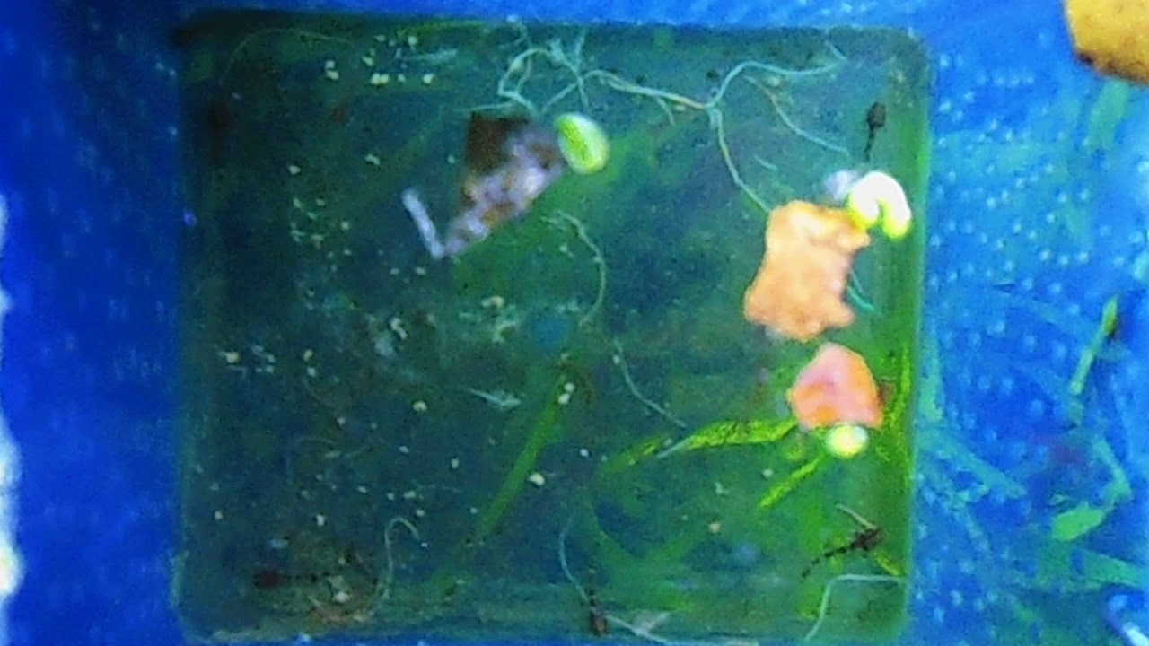 12.Rinelocaria cf microlepidogaster w kotniku - YouTube