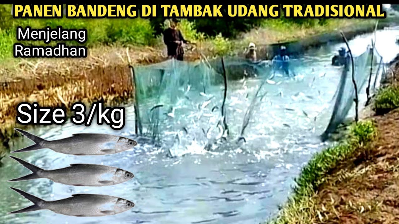 Panen ikan bandeng ditambak tradisional _ beginilah proses panen ikan ...