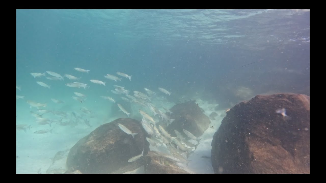 Destin Snorkeling - Tide Pools - How to find clearer water - YouTube
