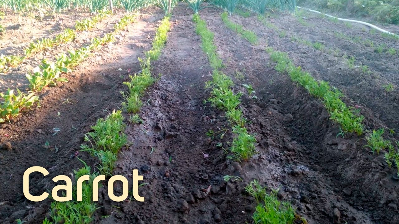 Weeding and watering Carrot | Home Garden - YouTube