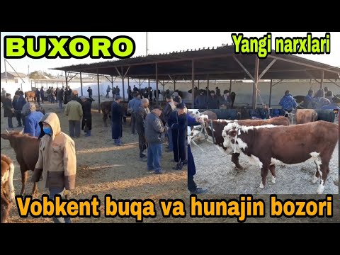 Ho‘kizlar va hunajin narxlar Buxoro vobkent mol bozor narxlari 2 октября 2021 г.