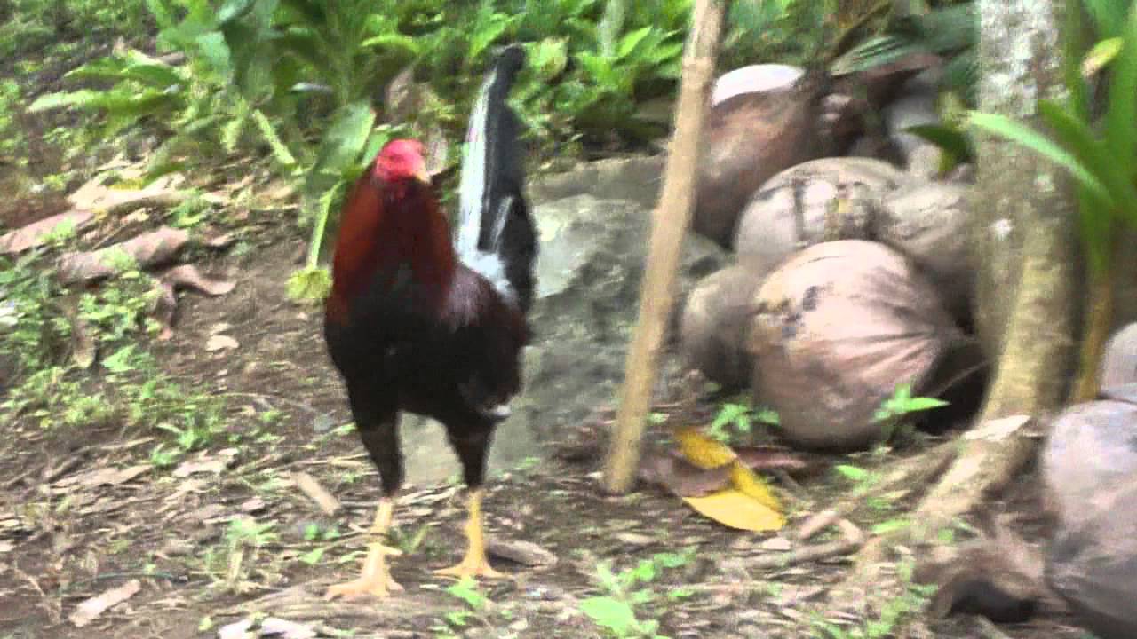 manok2 - YouTube