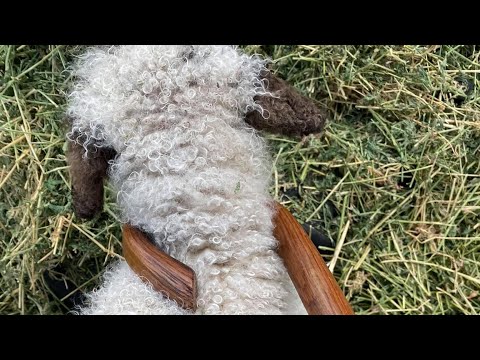 What Does A Shepherd Use A Rod For