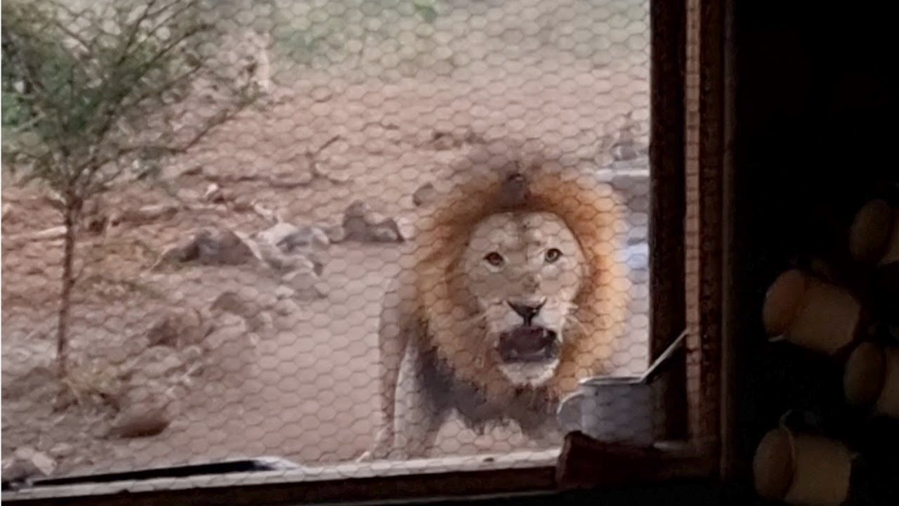 Lion in the kitchen window - YouTube