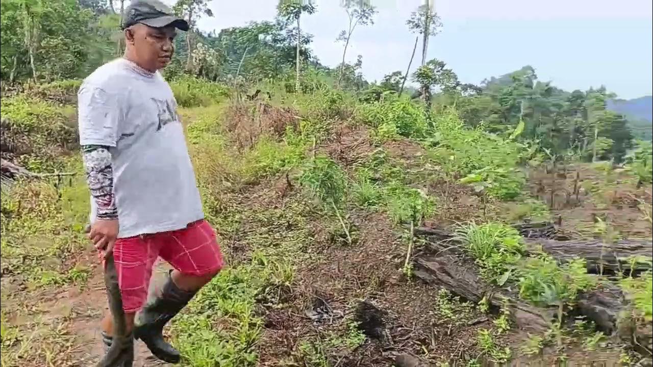 Sugod pa ug tanom mga prutas sa bukid - YouTube