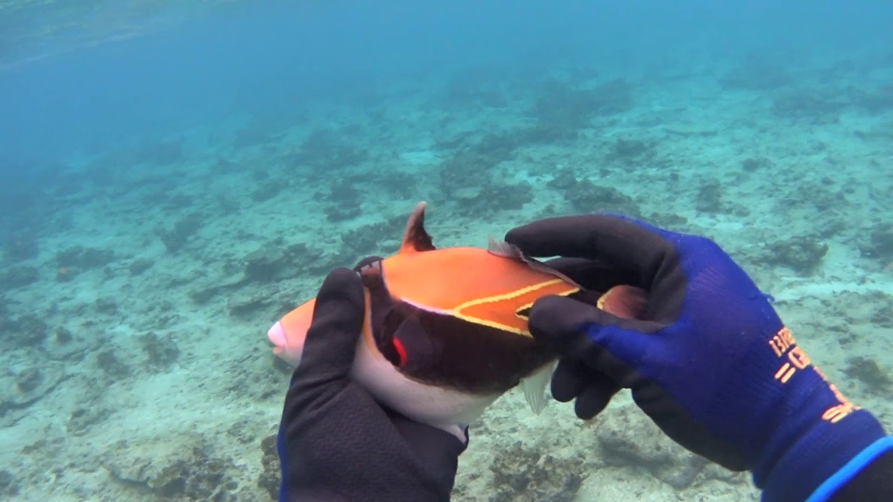 How to catch a triggerfish by hand - YouTube