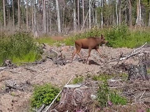 Лосиха с лосенком - YouTube