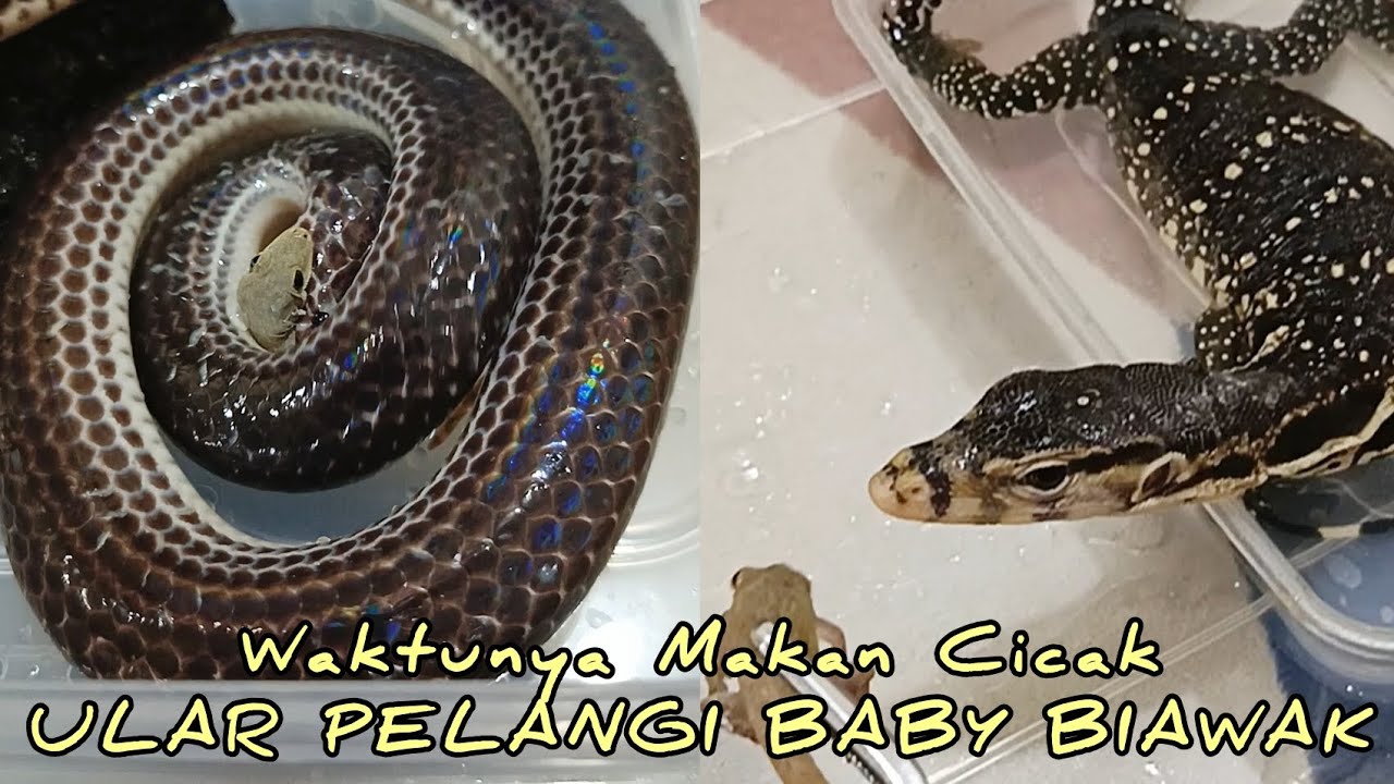 Waktunya Ular Pelangi dan Baby Biawak Makan Cicak - YouTube