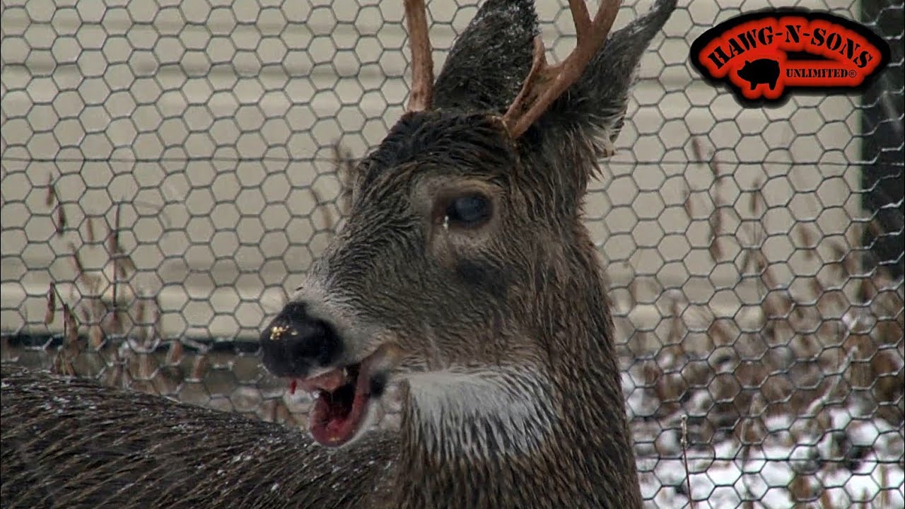 Whitetail Deer Hunting For Food With Serious Injury To Mandible - YouTube