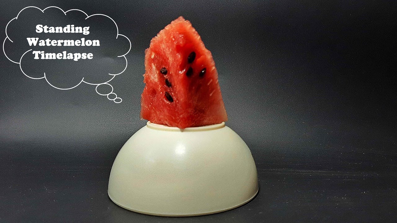 Standing Watermelon Time-lapse | Decomposing Time-lapse video - YouTube
