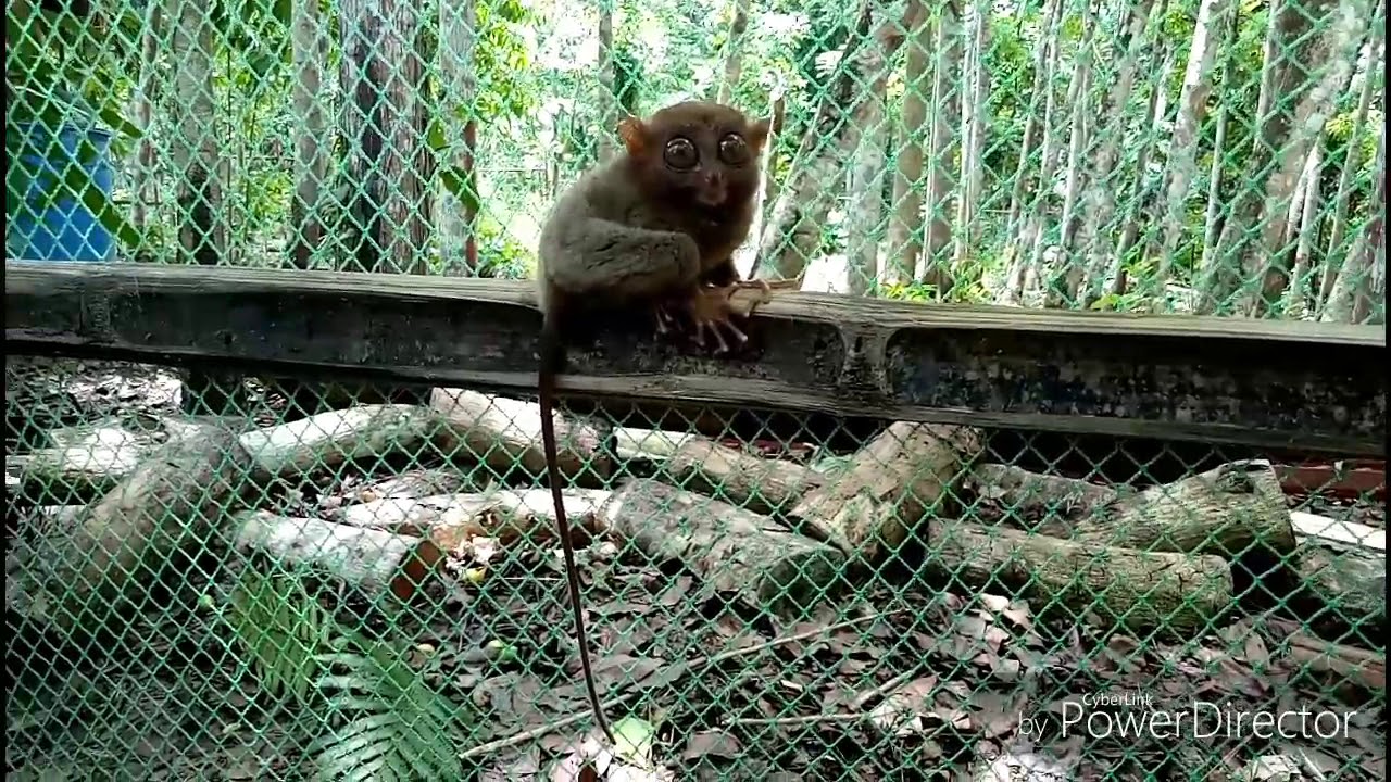 Tarsier eating insect - YouTube