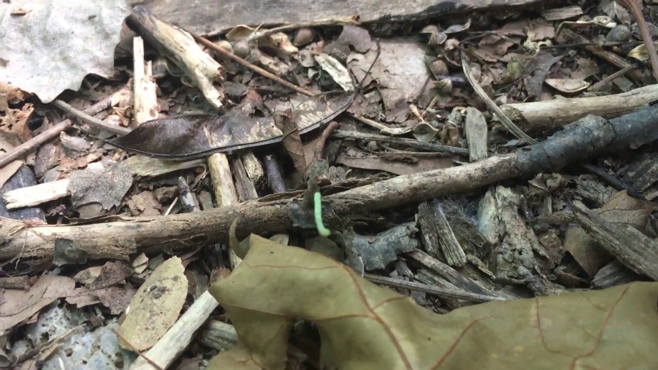 CUTE LITTLE INCHWORM - Wait Till The End - YouTube