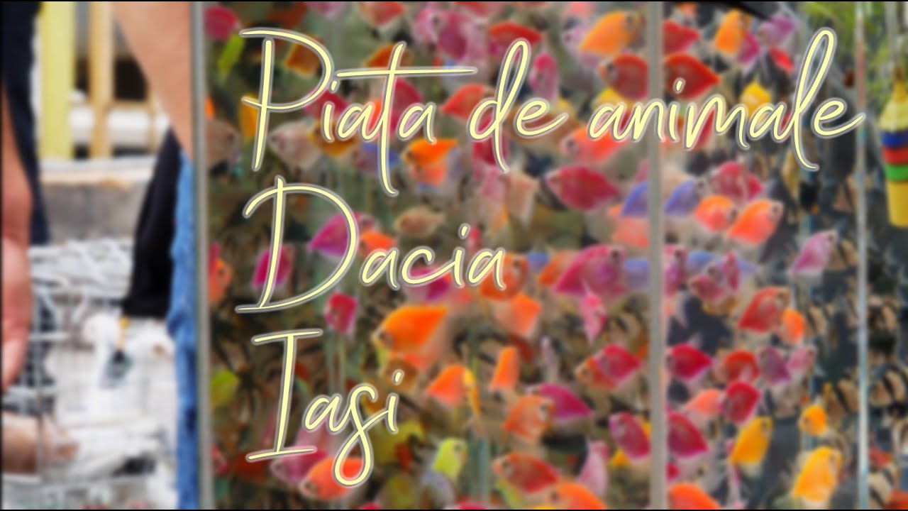 Piata de animale - Dacia - Iasi - YouTube