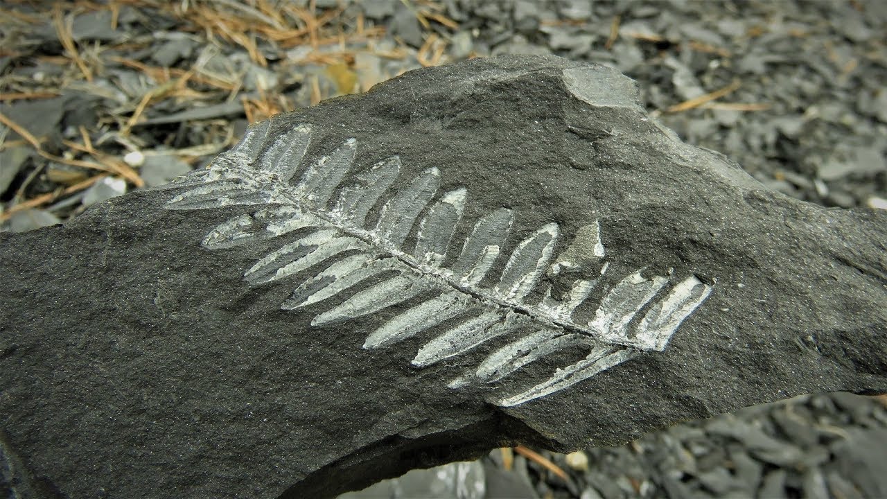 Amazing Fossils Everywhere You Look! (St Clair PA) - YouTube
