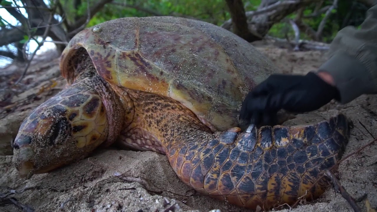 Island Earth Part 1 Sea Turtles - YouTube