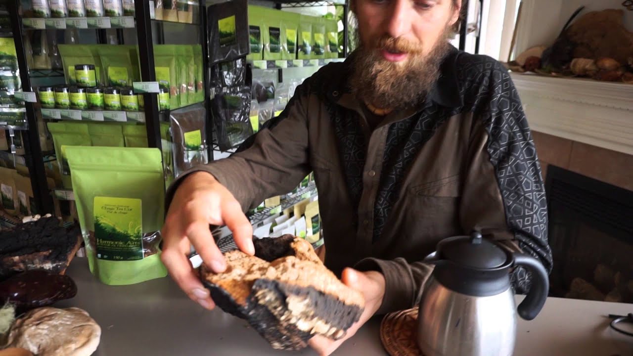 Chaga Mushroom | Mini-Intensive w. Yarrow Willard Cl.H. | Harmonic Arts ...