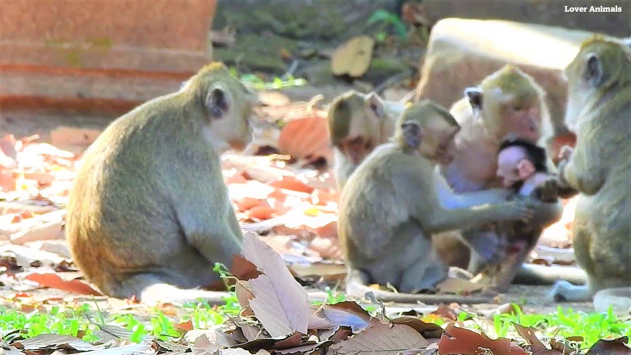 Big Monkey Grab Newborn Baby Monkey Jason From Mother - YouTube
