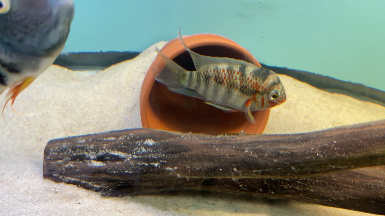 Krobia xinguensis spawning - YouTube