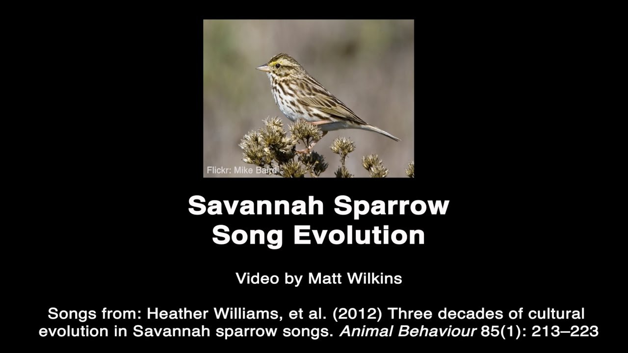 Savannah Sparrow song evolution - YouTube