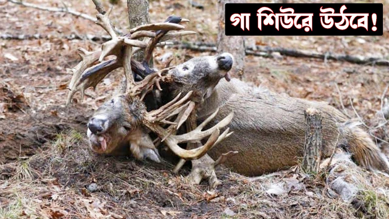 হরিণের এমন দুর্দশা দেখে আপনিও আশ্চর্য হবেন | What happened next when ...