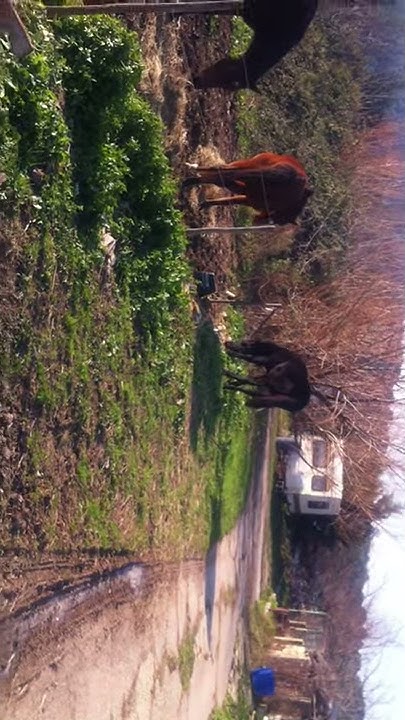 SHADOW MON POULAIN FRISON A 7 MOIS - YouTube