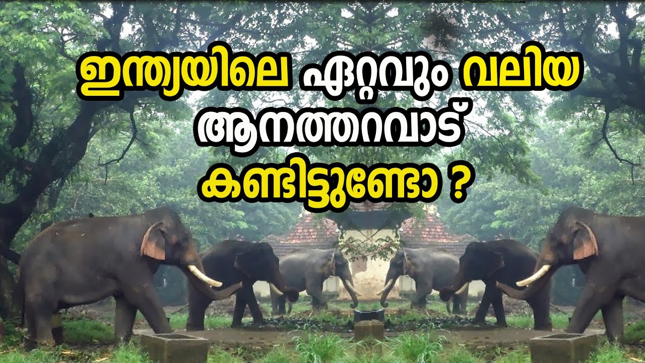 കേരളത്തിലെ ഏറ്റവും വലിയ ആന തറവാട് ll GURUVAYOOR ANAKOTTA ( Punnathur ...