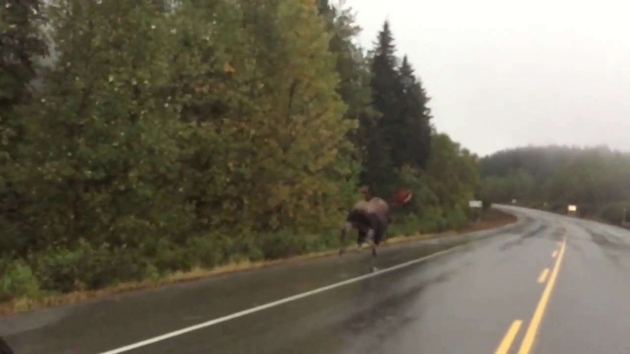 Moose running full speed - YouTube