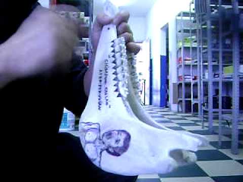 quijada de burro y cajon peruano - YouTube