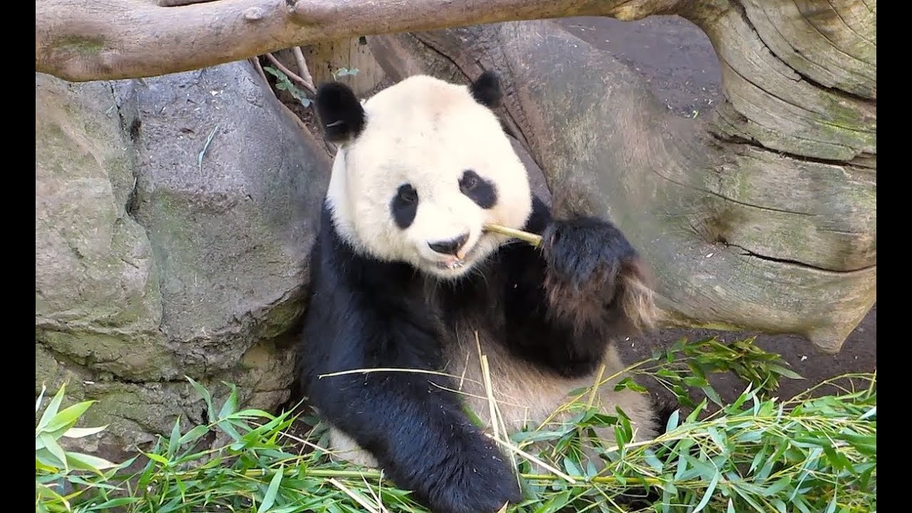 FUNNY TALKING ANIMALS (VLOG #38) - YouTube