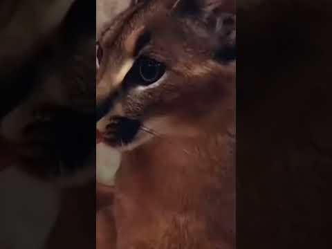 Floppas are always cute - YouTube