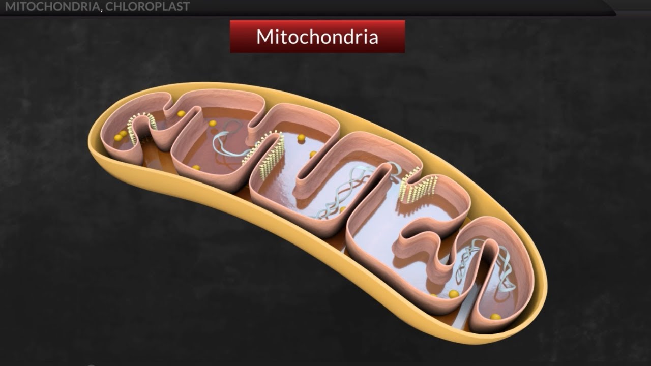 Class 9 - Biology - Cell Structure and Functions - Mitochondria ...
