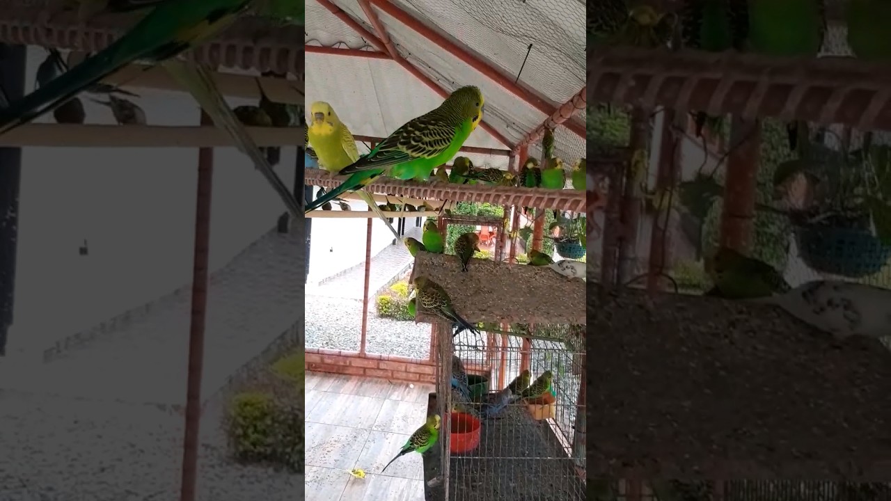 🦜 escuchando el canto de estas lindas aves #naturaleza #creaciondeDios ...