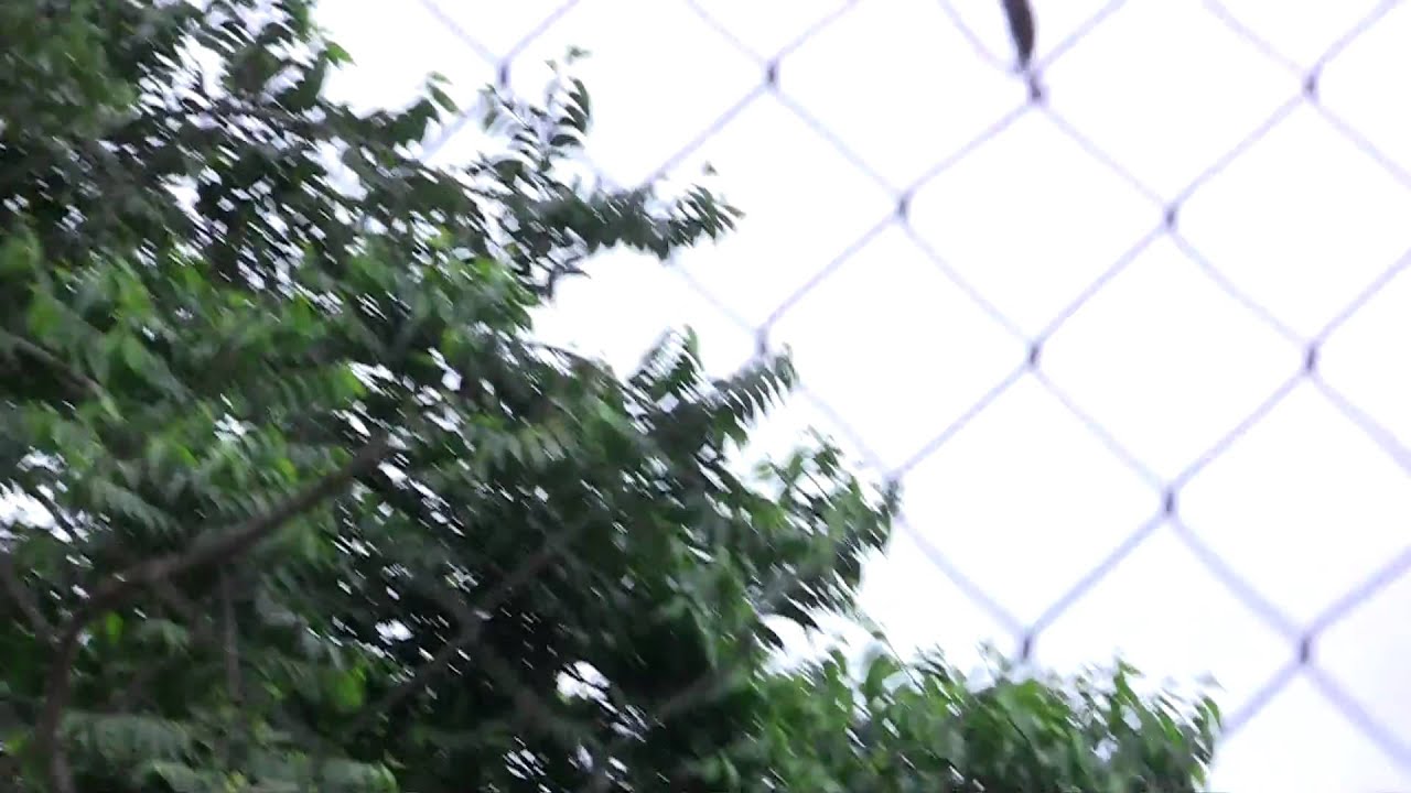 BIRD, ZOO, AUREBIE, PARROTS,YAOUNDE, CAMEROON - YouTube