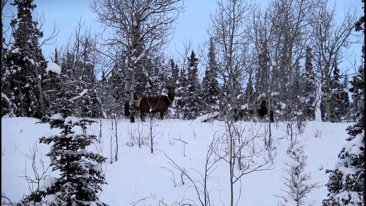 Elk in the Yukon Territory - YouTube