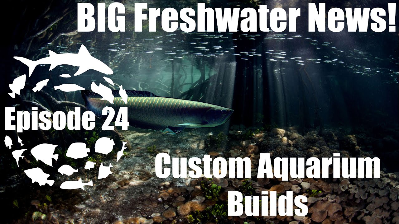 New Freshwater Custom Aquarium Builds! Fish Basement & 3000 Gallon ...