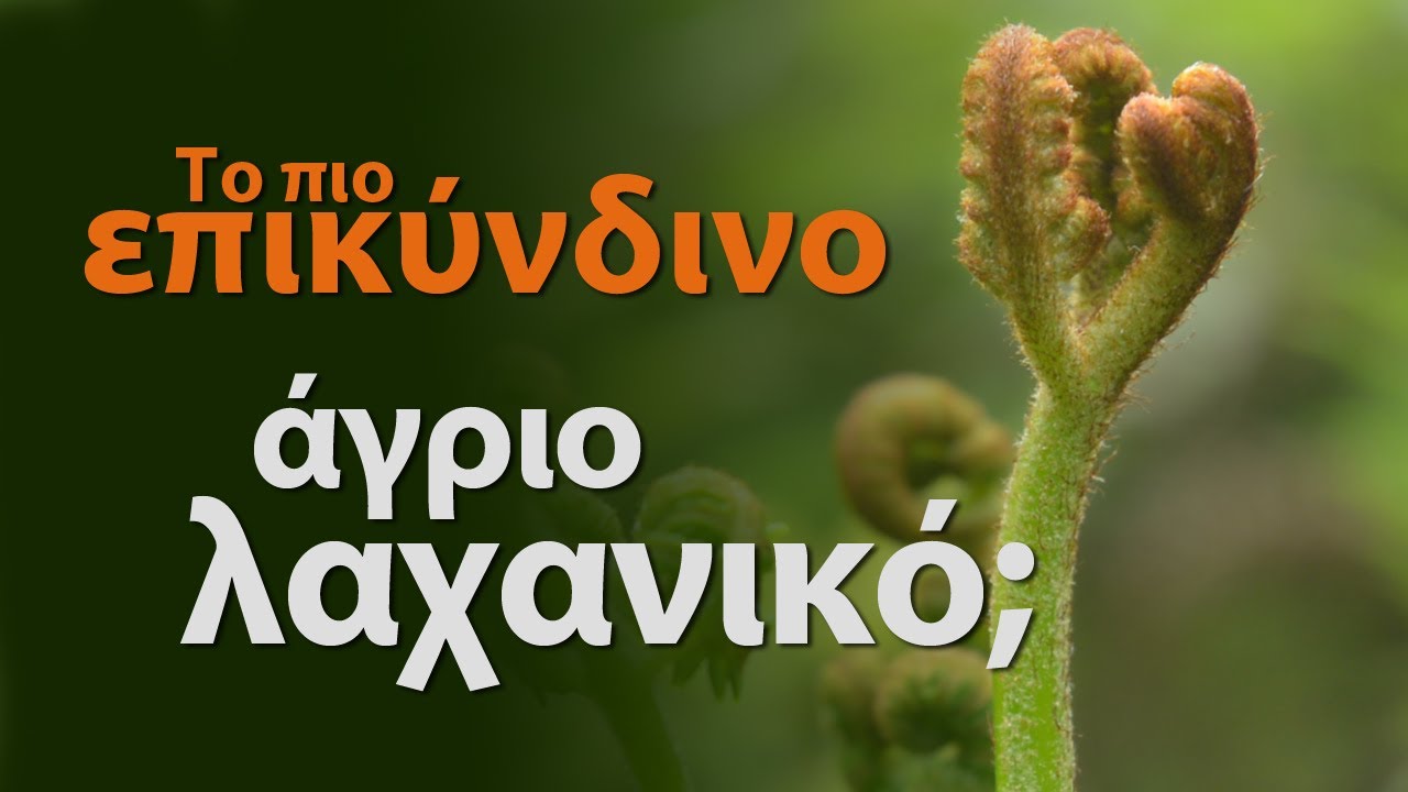 Το πιο επικίνδυνο άγριο λαχανικό; - YouTube