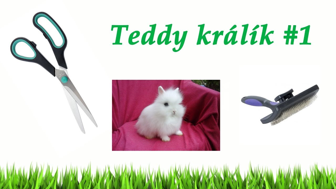 Teddy králík #1 |Srst| BGP - YouTube