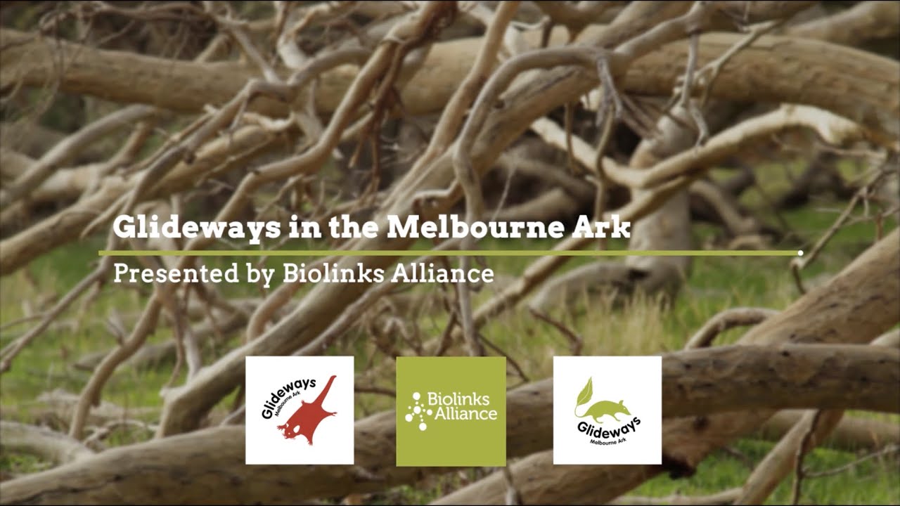 Glideways in the Melbourne Ark - YouTube