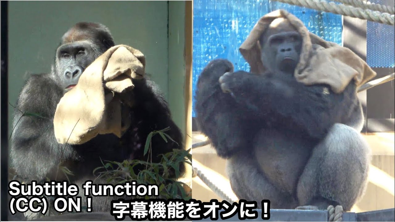 Cold! Gorillas wear burlap sacks to protect them from the cold ...