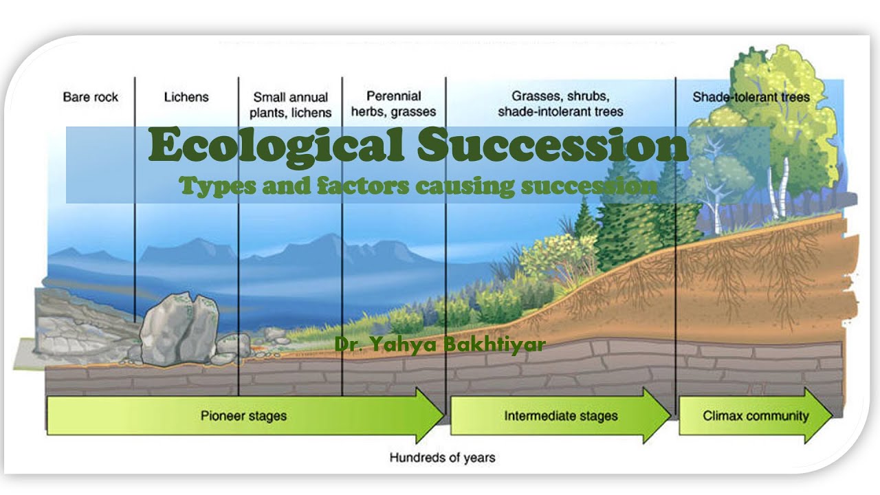 Ecological Succession With Suitable Diagram