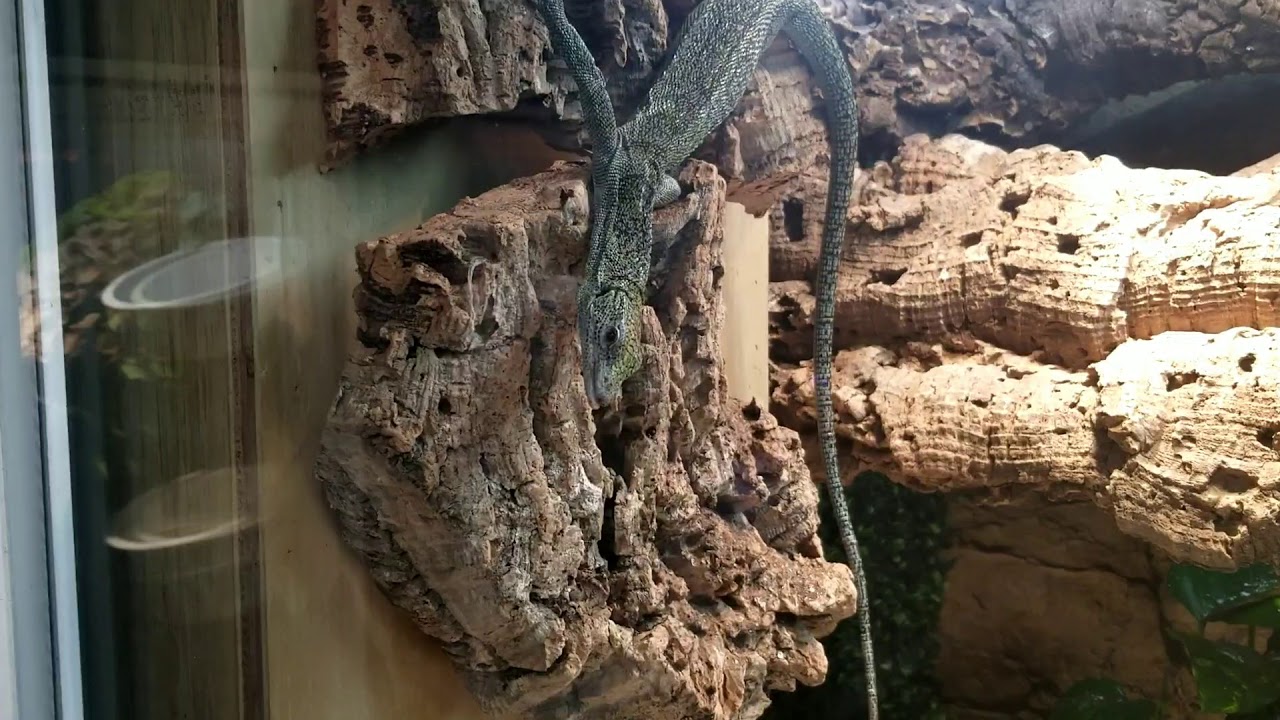 Female Biak Tree Monitor (Varanus Kordensis) - YouTube