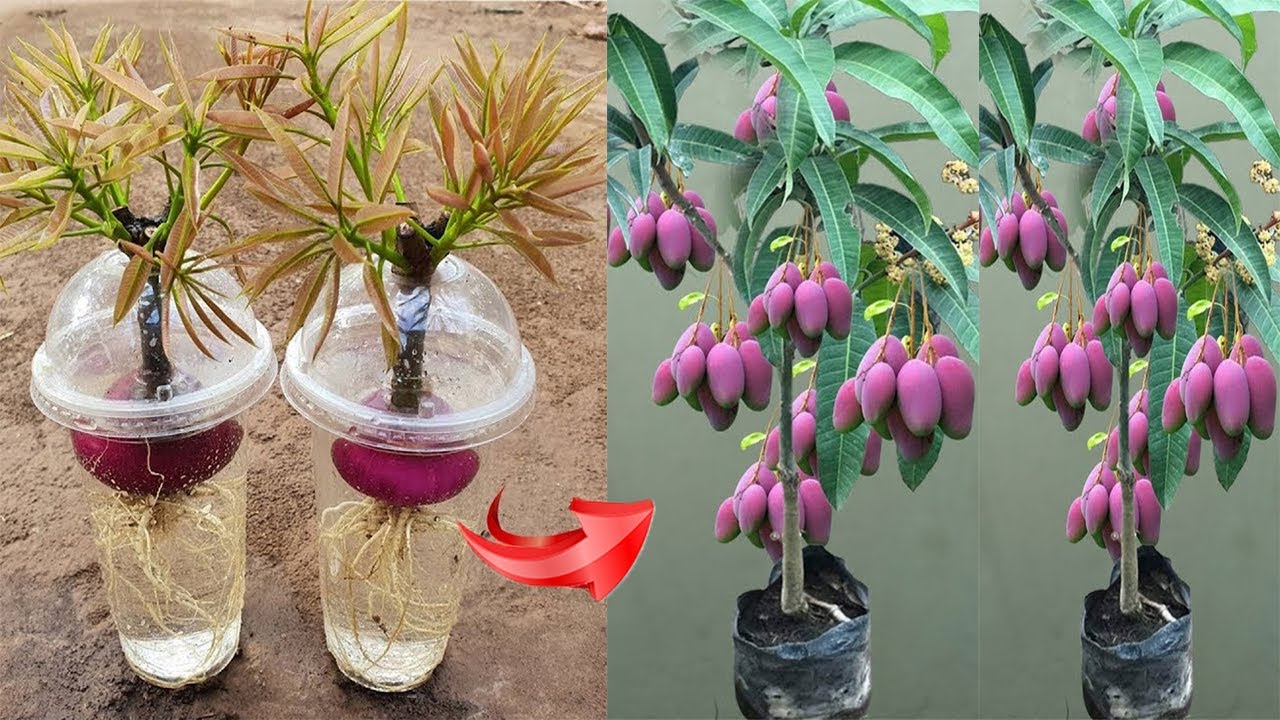 Mango breeding technique is super fast and developed thanks to onions ...