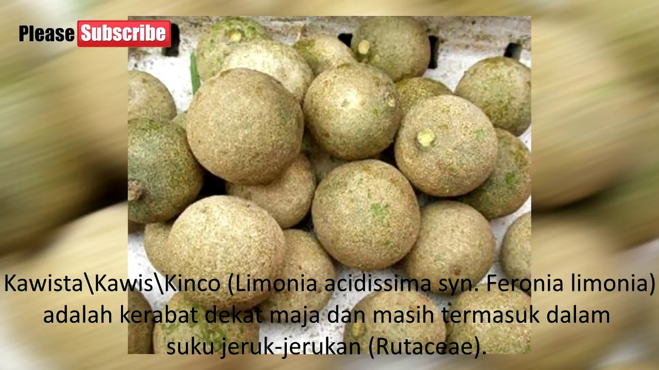 Khasiat - Manfaat Buah Langka | Kawista Kawis Kinco - YouTube