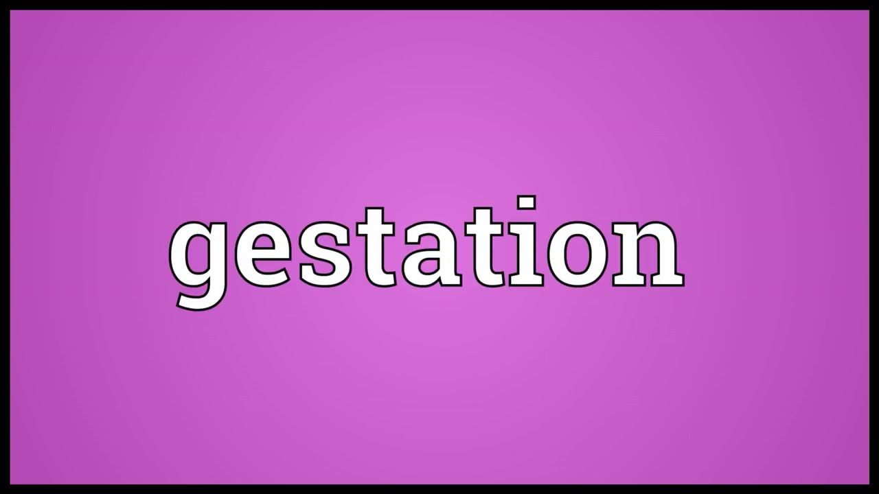 Gestation Meaning YouTube Gestation Meaning YouTube