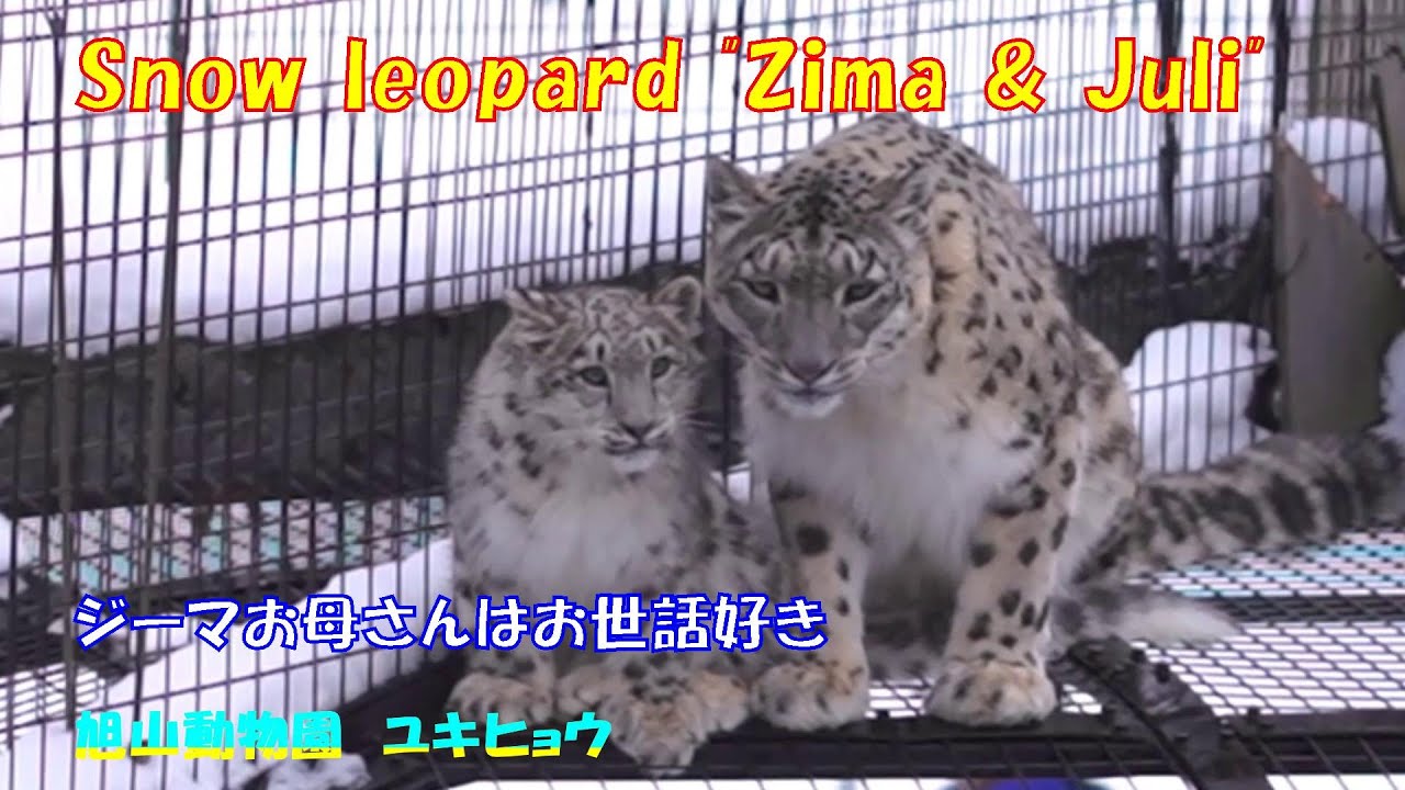 ジーマお母さんはお世話好き（ユキヒョウのジーマとユーリ親子）~ Snow leopard "Zima & Juli" ~ - YouTube