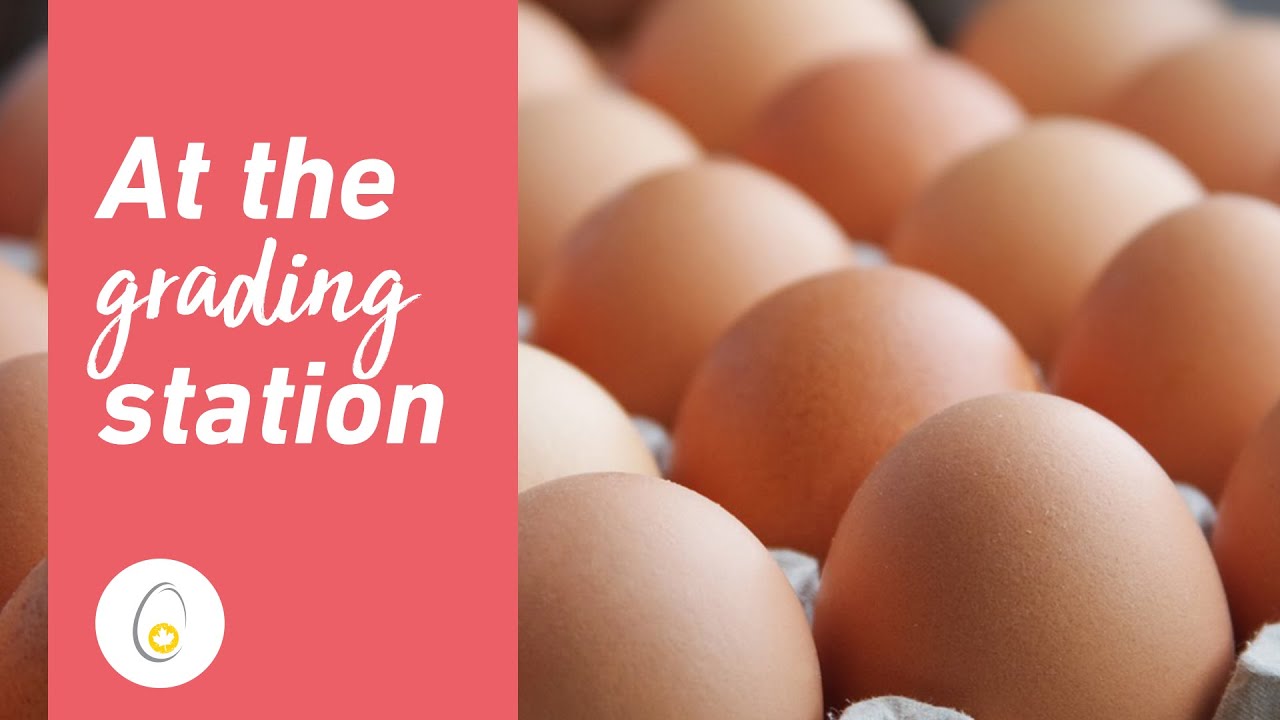 At the grading station - YouTube