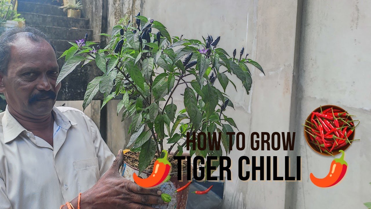 How to grow a Purple Tiger Chilli Plant at Home - YouTube