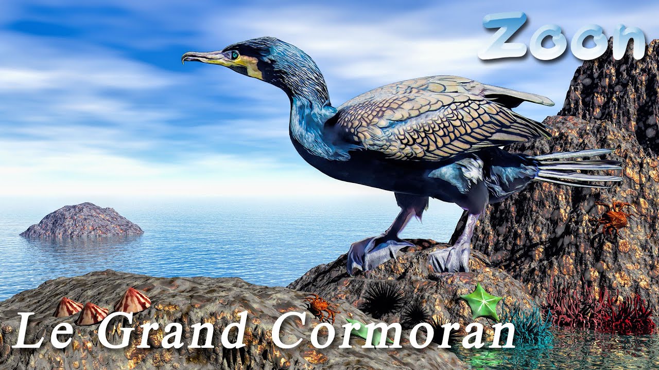 Le Grand Cormoran – The Great cormorant - photographies - YouTube